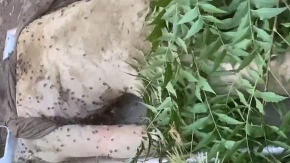 Body in an advanced state of PUTREFACTION and full of flies found in ...